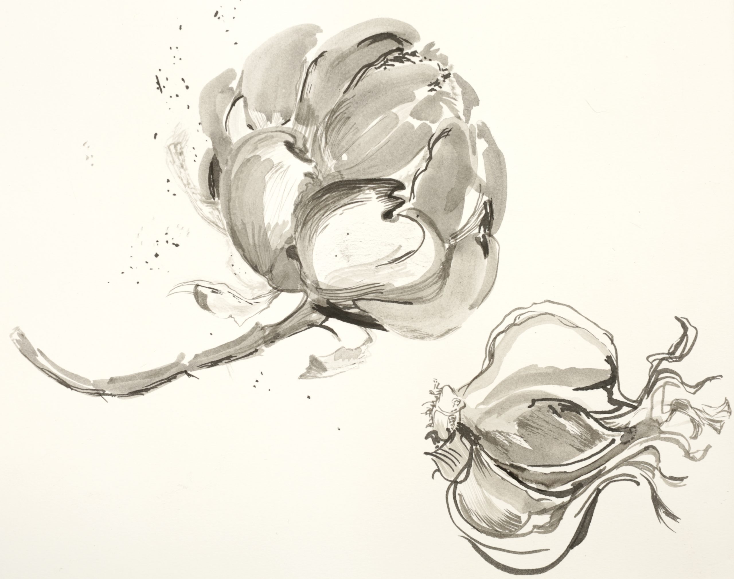 Seed drawings – Living Language Land
