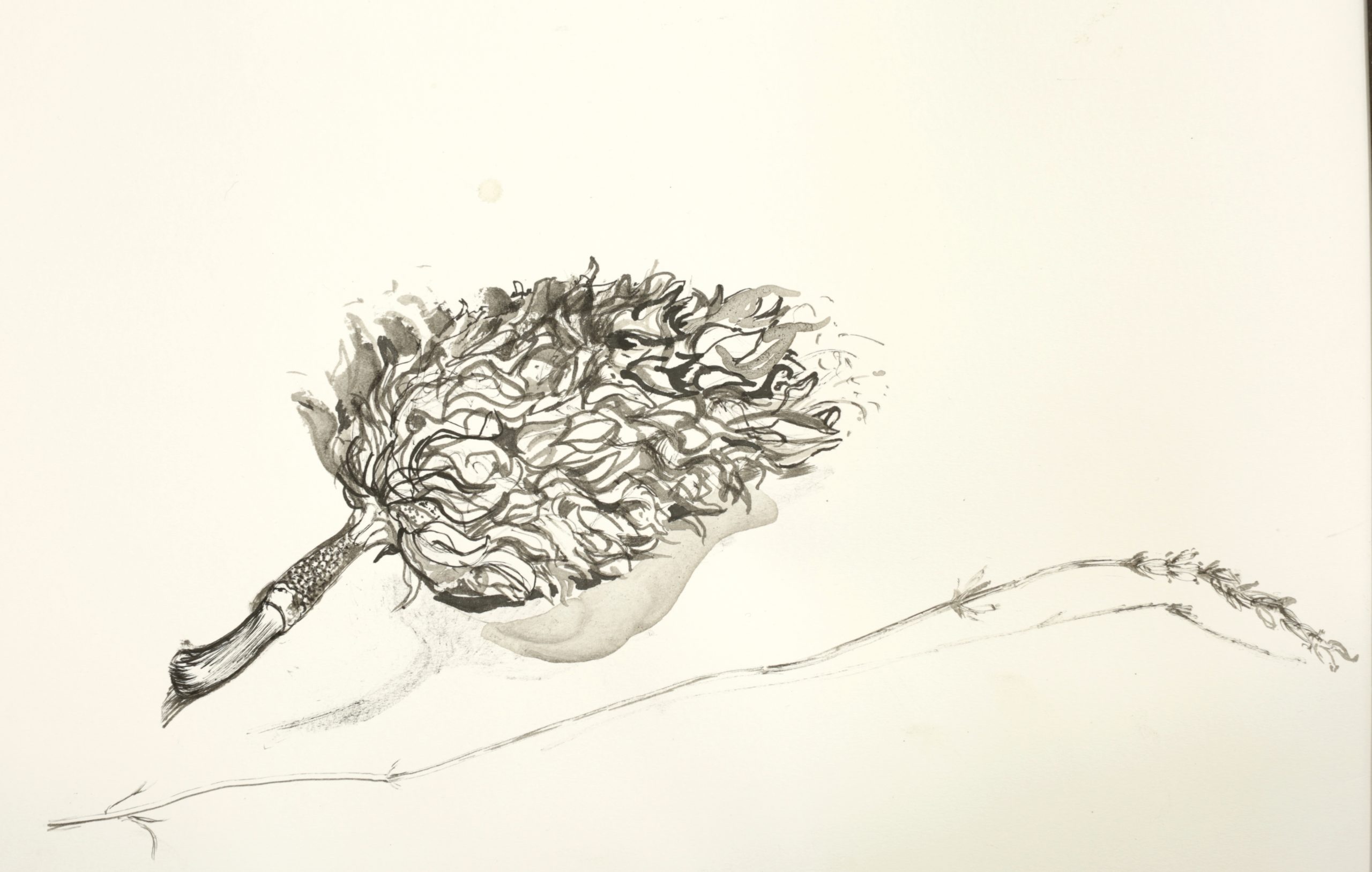 Seed drawings – Living Language Land