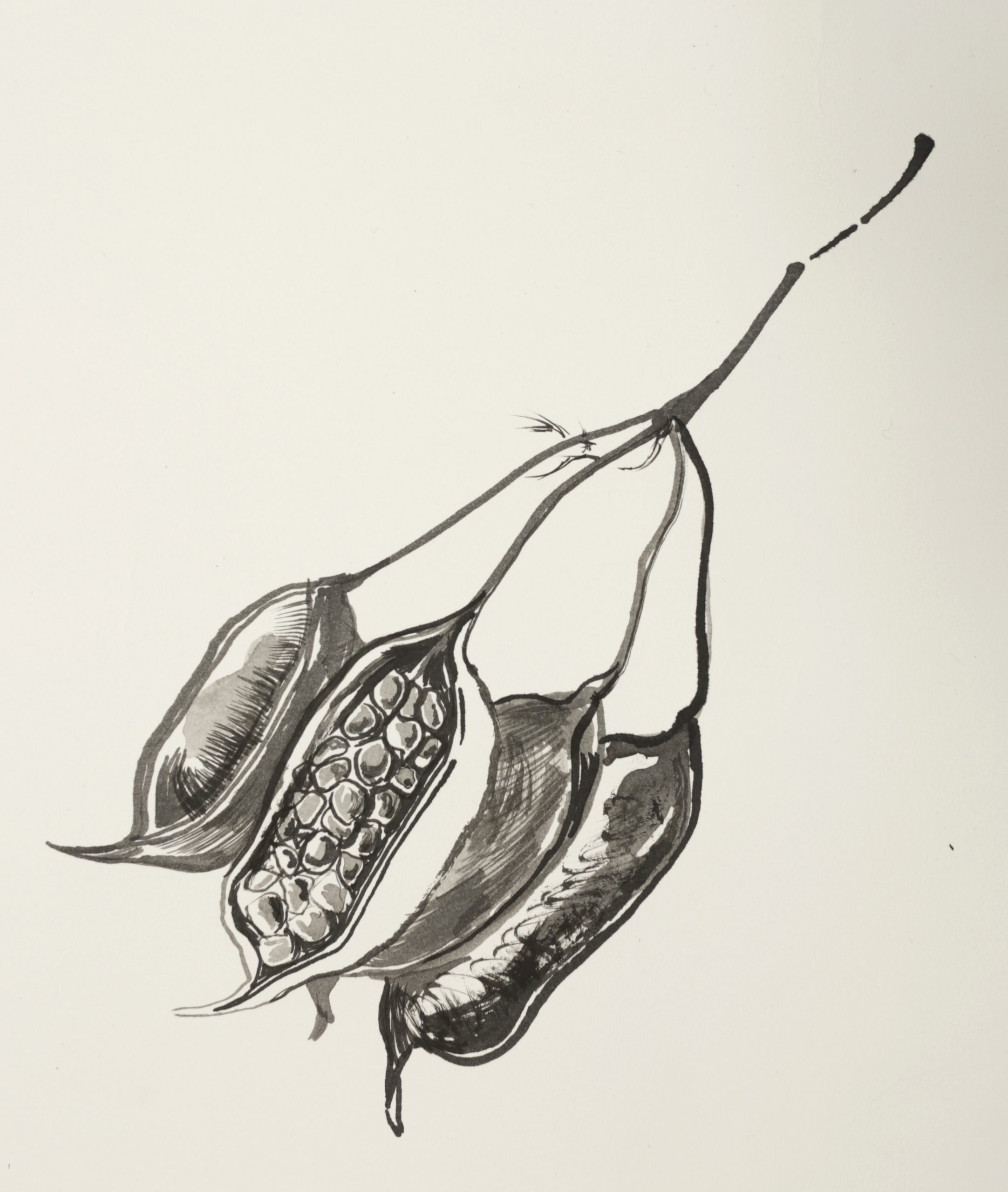Seed drawings – Living Language Land